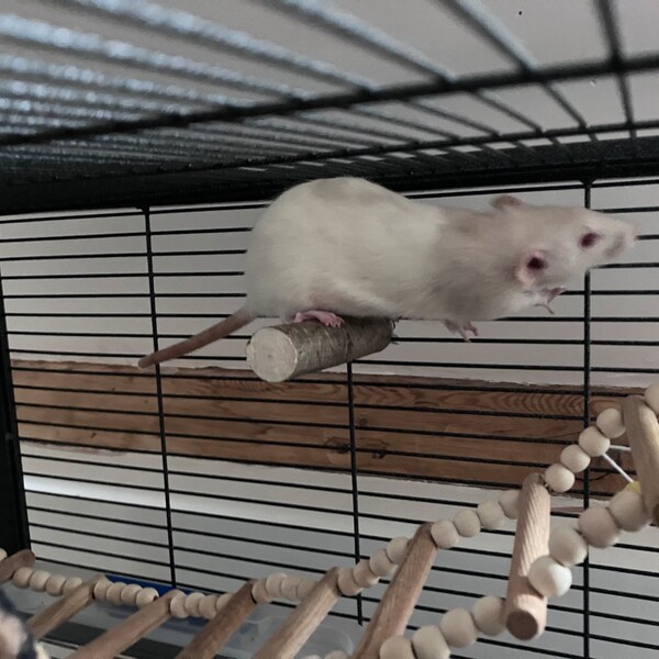 Large Chunky Wood Pet Perch for Cage, Pet Rat Toy Accessories, Rat ...