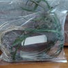 Desert Barrel, Fish Hook Cactus, Barrel Cactus Thorn Clusters, Natural ...