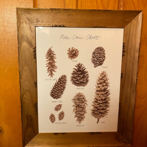 Pine Cone Chart Print - Watercolor Pine Cones, Pine Cones, Nature Print ...