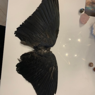 A Pair of English Carrion Crow Wings Suitable for Craft Purposes - Etsy