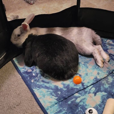 Blue Magpie Harlequin Rabbit Sticker Printed Chibi Bunny - Etsy