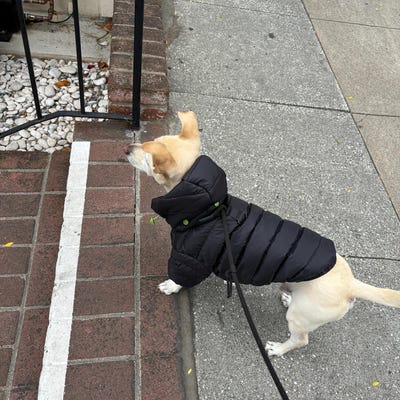 Knitted Muffler, S,L, Dog Cape, Pet Neckwear, Dog Neck Warmer, Pet ...