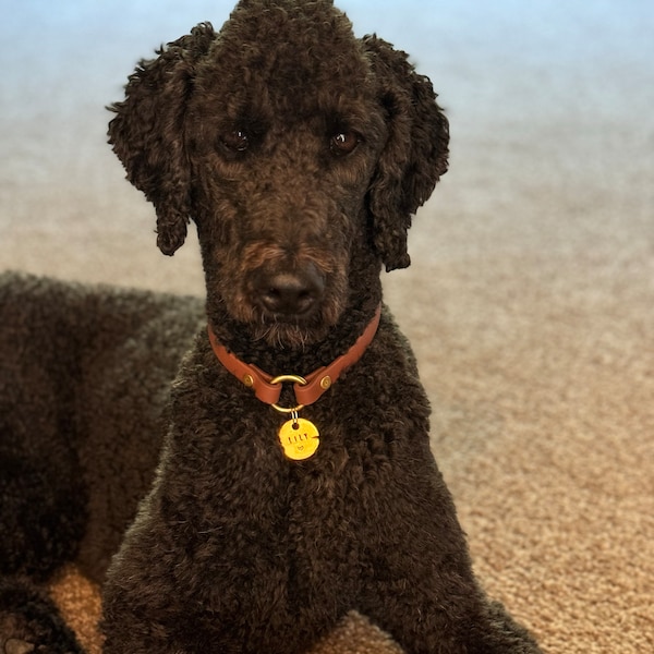 Standard 3 Foot Dog Leash: 1/2 Waterproof Biothane With Custom Colors ...