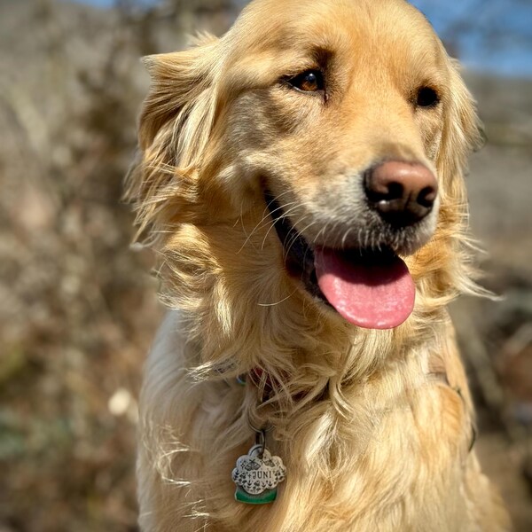 Dog Tags, Dog Tags for Dogs, 3D Dog Tag, Personalized Dog Tag, Skull ...