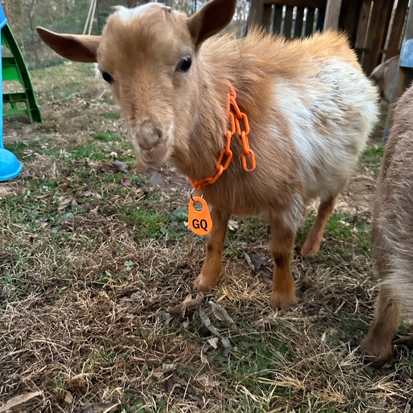 Custom Goat and Sheep Collar Tags - Etsy
