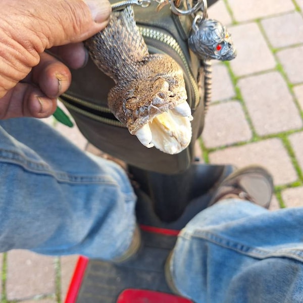 X-large Open Mouth Western Diamondback Rattlesnake Keychain - Etsy