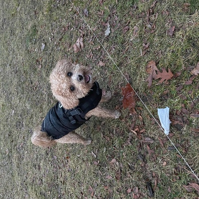 Luredriller Pulleys Kit for Dog Lure Coursing - Etsy