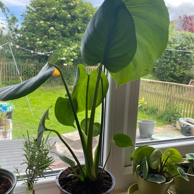 85 100cm Monstera Deliciosa Taurii XL Swiss Cheese Plant 27cm Pot House ...