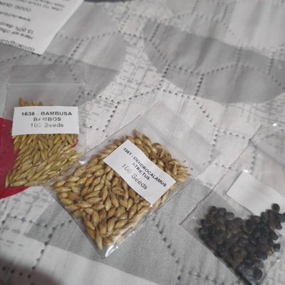 Chorisia Speciosa 10 Seeds Seeds Ceiba Speciosa Tree Bottle of False ...