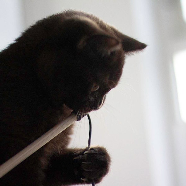 Cat Teaser Wand Toy With Cork Ball, Cat Ball Toy, Interactive Cat Toy ...