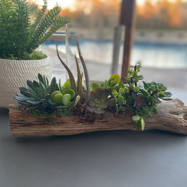 Handmade Natural Eucalyptus, Wood Live Succulents Arrangement ...