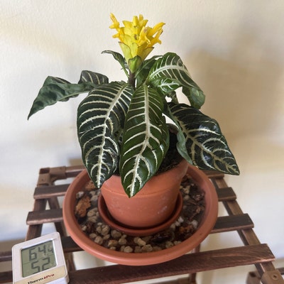 Aphelandra Dania 4 Pot ALL PLANTS Require You to Purchase 2 Plants - Etsy