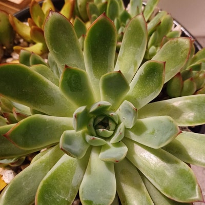 Aeonium Merlot Rare New Limited Aeonium Hybrid Succulents - Etsy