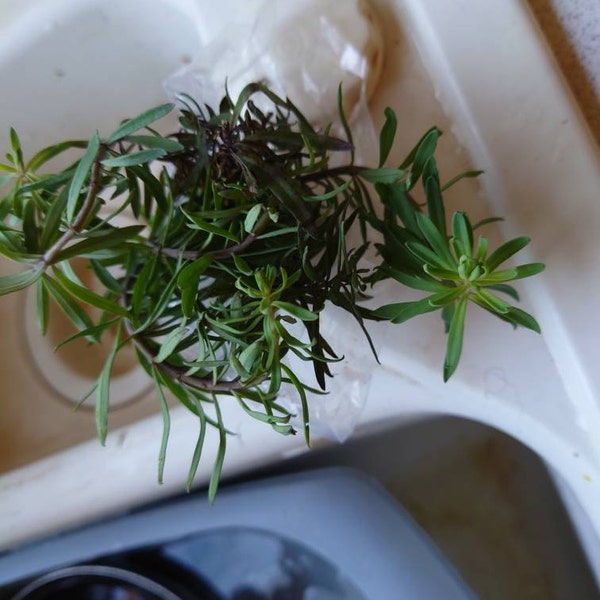 Buttercup, Ranunculus Acris, Meadow Buttercup Seeds - Etsy UK