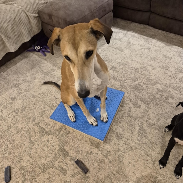 Dog Training Pivot Box and Place Board 2 Piece Bundle for Dog Agility ...