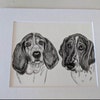Bijon Art, Bijon Drawing, ORIGINAL Drawing, Bijon Sketch, Dog Art, Dog ...