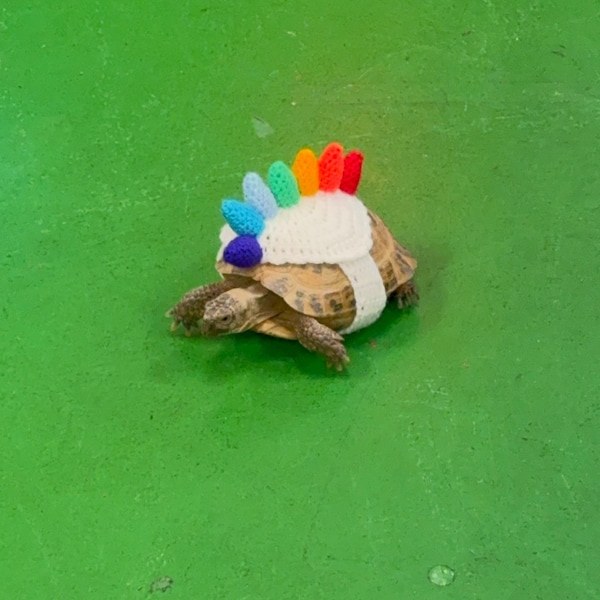 Tortoise Crochet Outfit Rainbow Dinosaur Tortoise Shell Costume on Sale ...