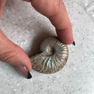 Opalized Ammonite / Fire Ammonite / Ammonite Specimen / Polished ...