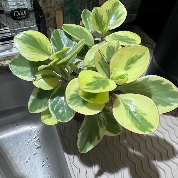 Hoya Cv. Chouke Full & Trailing Live Plant in 4 Hanging Basket - Etsy