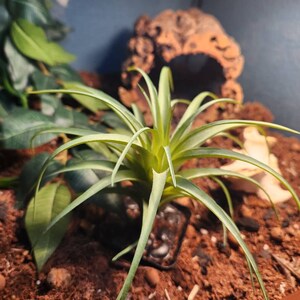 Plastic Moss Pads: Artificial Aquarium Plants Reptile Terrarium Plants ...