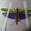 Crenis Pechueli One Real Butterfly Orange Blue Africa - Etsy