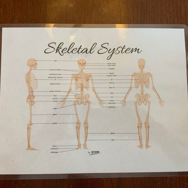 SKELETAL SYSTEM • Montessori Poster • Montessori Educational ...
