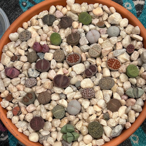 Boutique Large Lithops Random DIY Mix Rare Live Succulents Plants, Bare ...