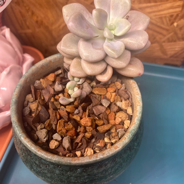 Rare Succulent - Graptopetalum Ellen - Etsy