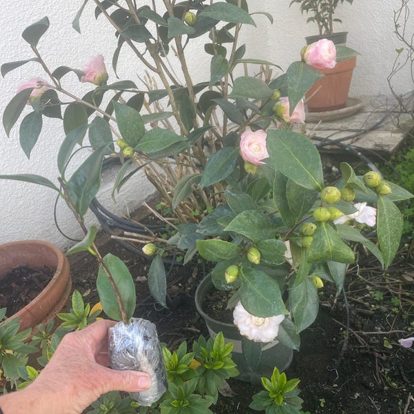 White Bougainvillea Plant-key WEST WHITE -well Rooted Bougainvillea ...