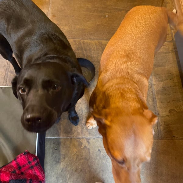 Fox Red Labrador Fathers Day Card - Etsy