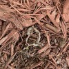 1 Plant of Perennial Basil Herbalea Wild Magic - Etsy
