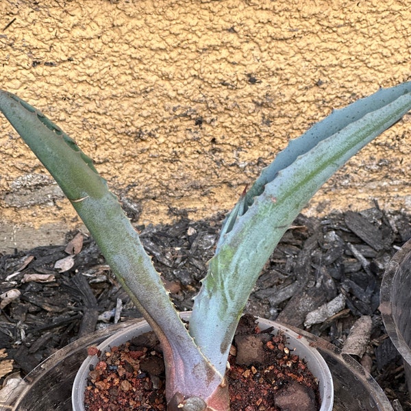 Mangave Maverick, Agave Hybrid, Agave X Manfreda, White Ceramic Pot, 4 ...