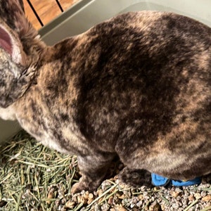 Size: Jumbo Rabbit Hock Socks 2-way Straps - Etsy