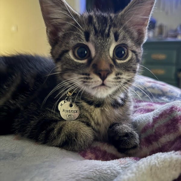 Engraved Cat Tag,small Cat Tag,gold Tag,id Tag,cat Name Tag ...