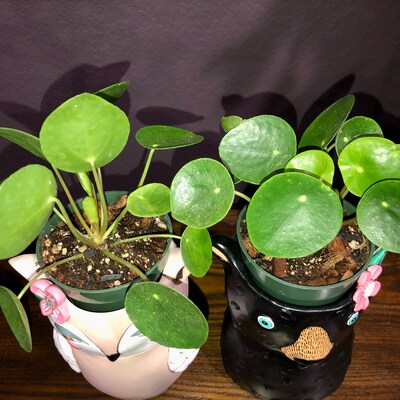 Sempervivum Cobweb hens and Chicks LIVE Succulent Plant 6 Inch Pot - Etsy