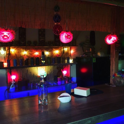 7-10 Hanging Light Puffer Fish Real Blowfish Lamp Taxidermy Animal ...