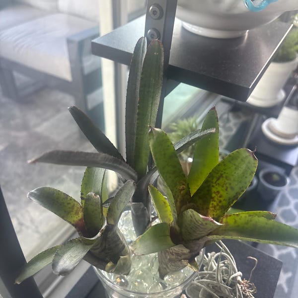 Tillandsia Fuchsii Var Gracilis - Air Plant | Unusual Indoor House ...