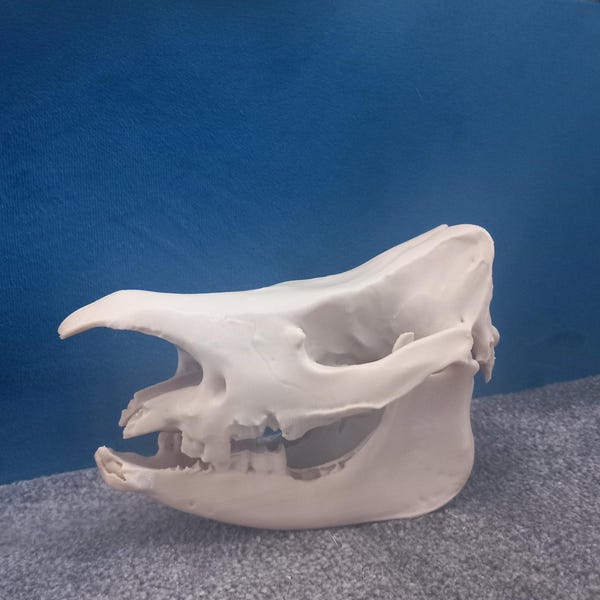 King Vulture Skull Life Size 3D Printed Animal Replicas, Ideal Shelf ...