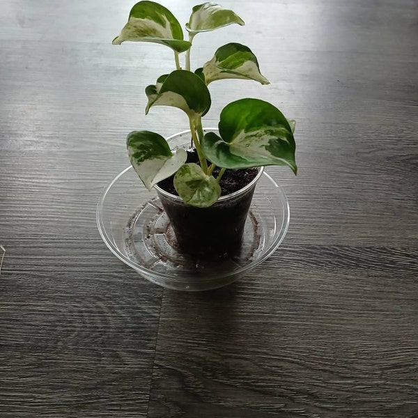 Potho Manjula High Viraigation Rare, Cuttings & Established Plants - Etsy