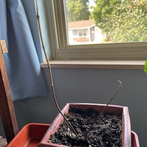 Athens Blue Princess Glory Bush Plant~~tibouchina Urvilleana~small ...