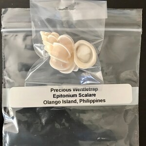 Fulgoraria Rupestris Volute Voluta Shell 4-1/2 - Etsy