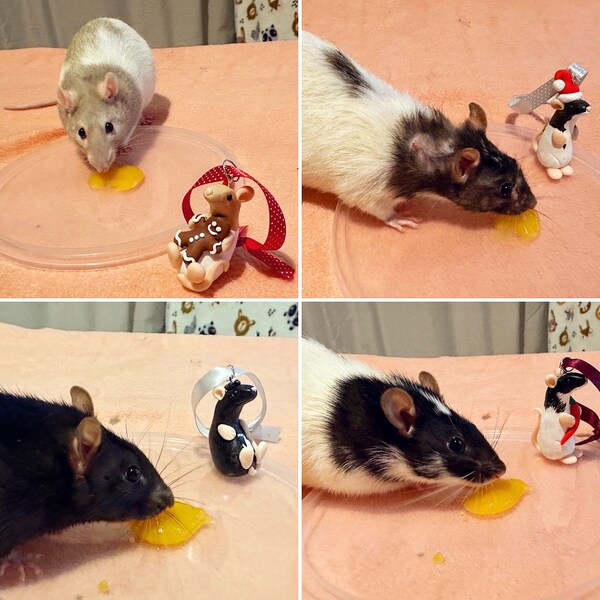 Custom Ferret / Polecat Polymer Clay Model - Etsy