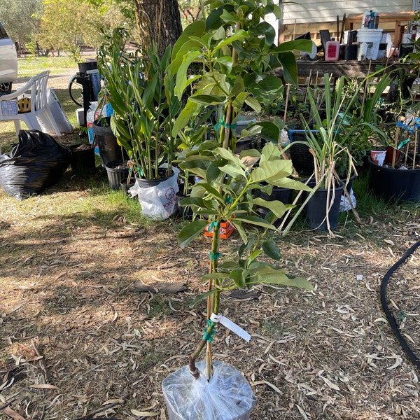 Free Shipping - Grafted Simmonds Avocado Tree - LIVE PLANT - 2 Ft Tall ...