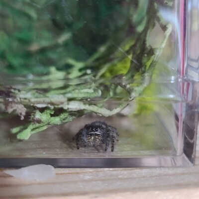 Acorn Jumping Spider Enclosure, Sling Jumping Spider Container Home ...