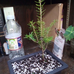 Flowering Dogwood Tree Seed Grow Kit The Jonsteen Company | Etsy