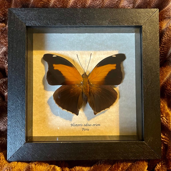 Large Real Orange Butterfly Framed Taxidermy - Historis Odius Orion - Etsy