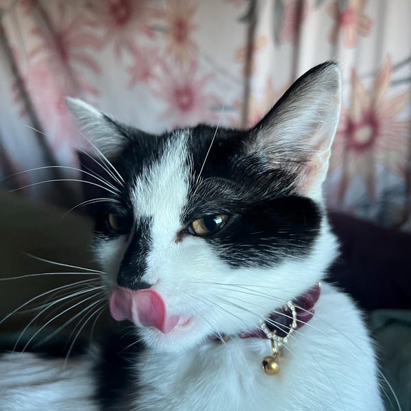 Light Pink Velvet Cat Collar: Bow, Bell, ID Tag - Breakaway or Non ...