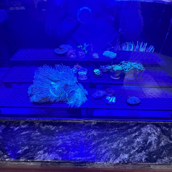 12" X 8" Honeycomb Frag Rack | Free-standing 3D Printed Coral Rack ...
