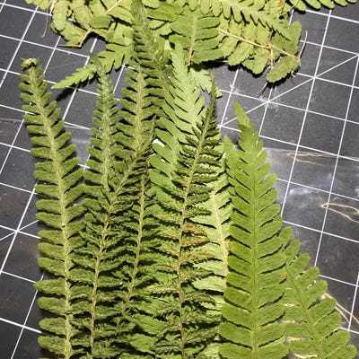 Yarrow Stalks, I Ching, Dried Yarrow, Yarrow Sticks,achillee Divination ...