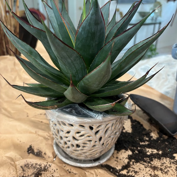 Blue Glow Agave | 3 Gallon | Live Succulent Plant | Cactus | Indoor ...